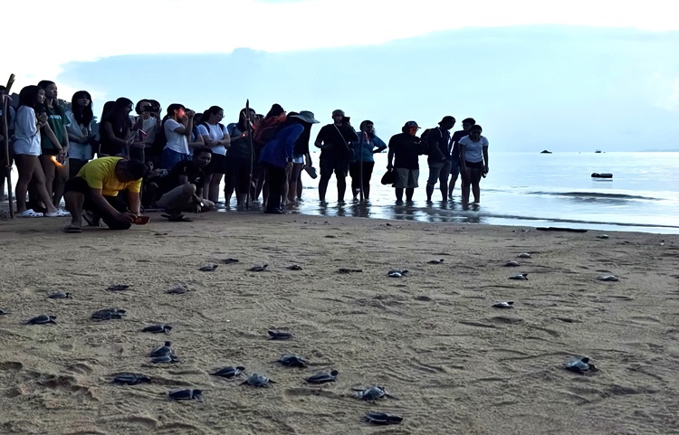 Tioman Island Adventure | Turtle Release at Paya Beach Resort